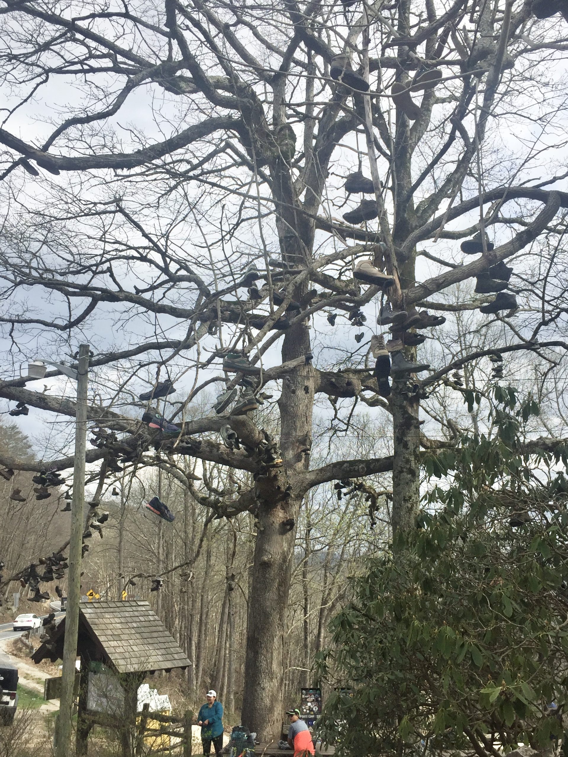 CHALLENGE #28 - ANSWERED - What's up with this Tree? - Traveling with ...