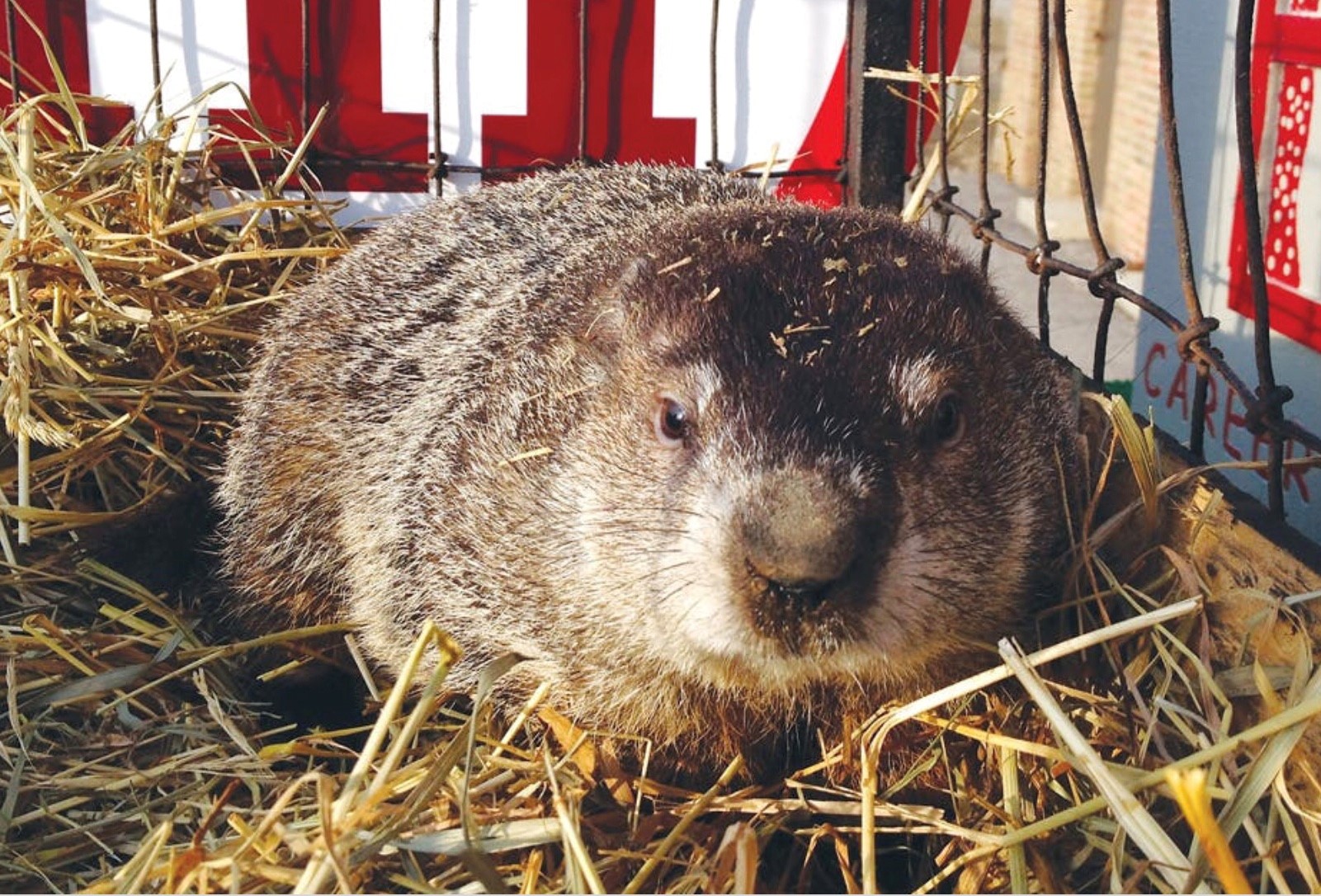 The Day of the Groundhog - Traveling with PugsleyTonks